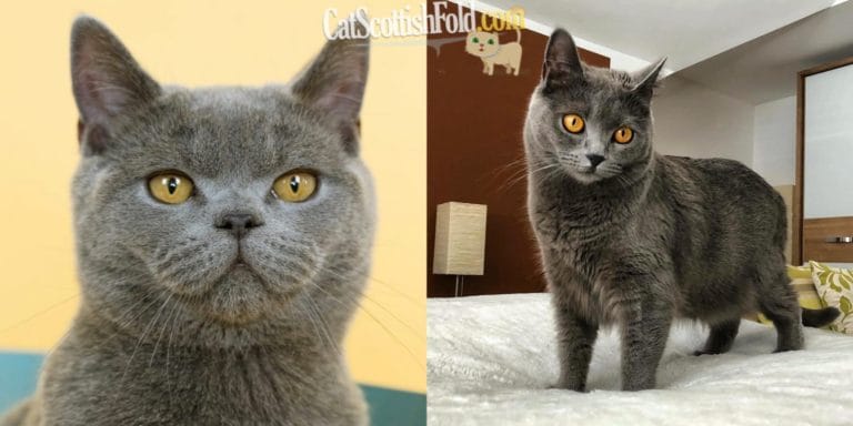 Chartreux vs British Shorthair Cats - Scottish Fold Cats and Kittens ...