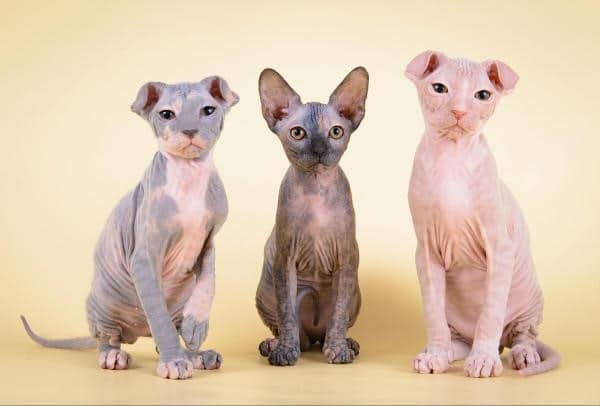 6 Cats with Curly Ears - Why the curly ears? - Scottish Fold Cats and ...