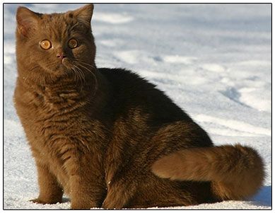 British Shorthair Colors - How many colors are there? - Scottish Fold ...