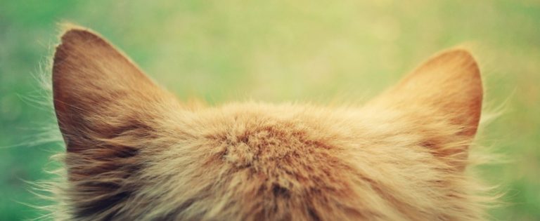 6 Cats with Curly Ears - Why the curly ears? - Scottish Fold Cats and ...