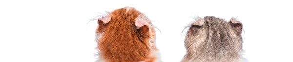 6 Cats with Curly Ears - Why the curly ears? - Scottish Fold Cats and ...