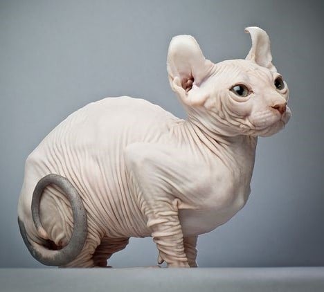 6 Cats with Curly Ears - Why the curly ears? - Scottish Fold Cats and ...