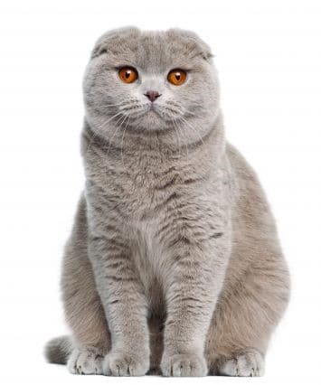 6 Cats with Curly Ears - Why the curly ears? - Scottish Fold Cats and ...